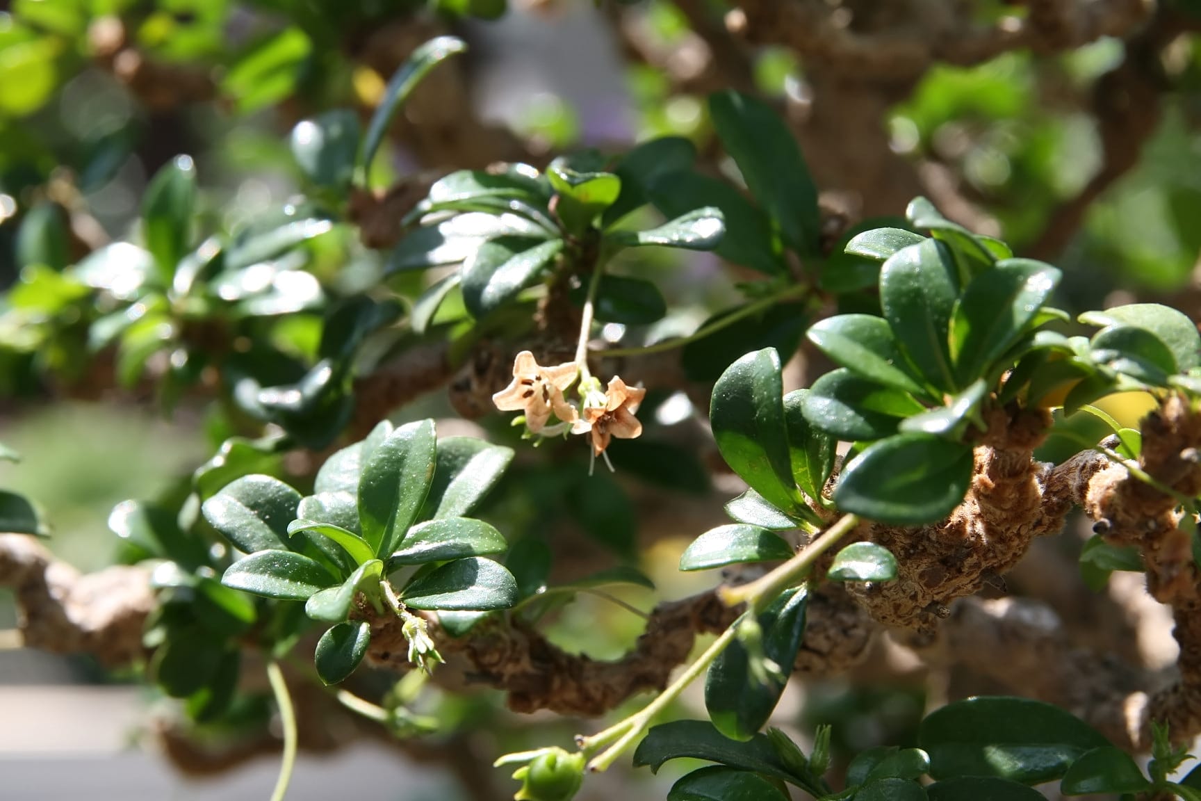 Tsaang Gubat Benefits (Ehretia Microphylla): Nature’s Healing Plant ...