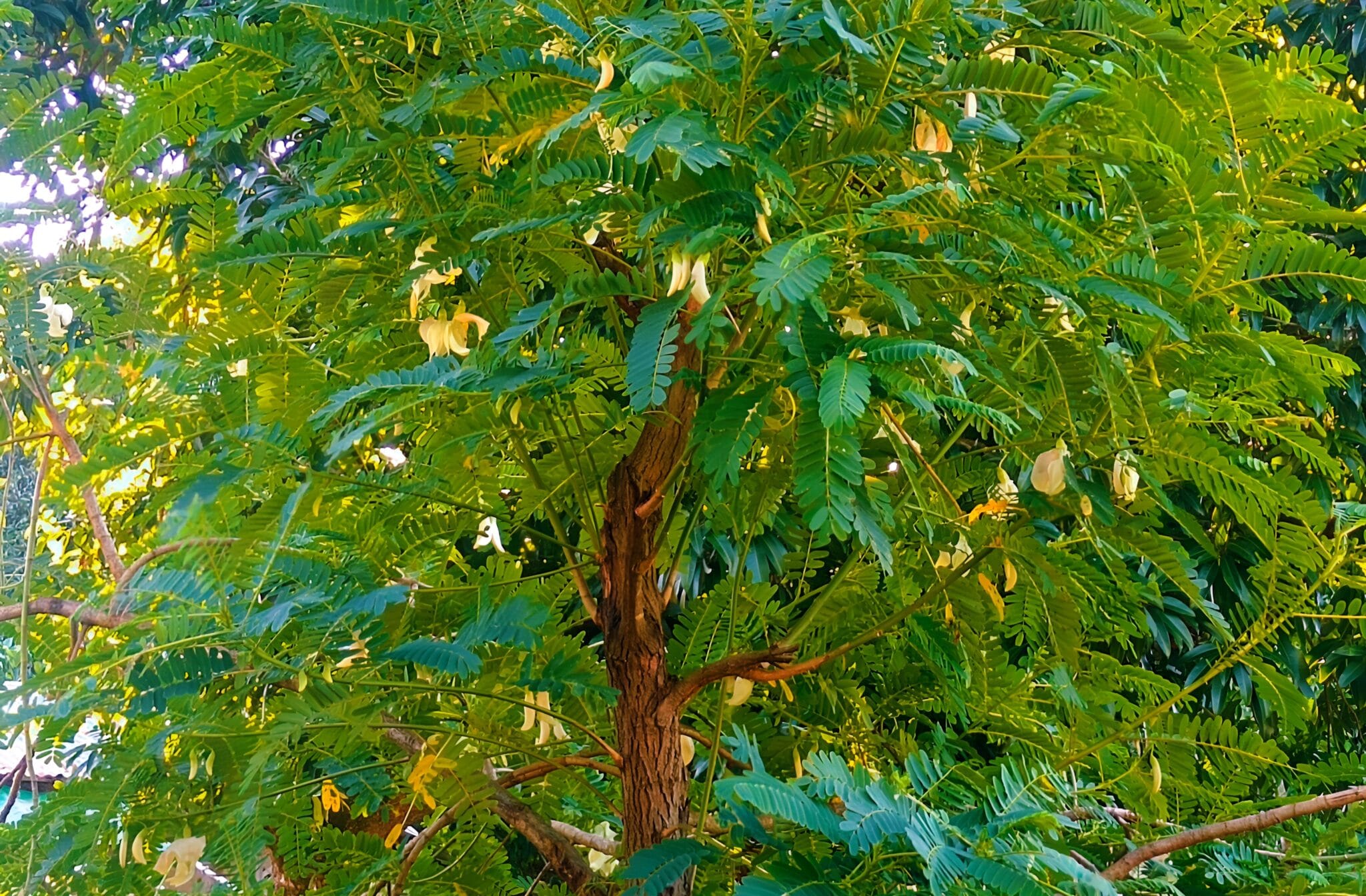 Benefits Of Katuray (Sesbania Grandiflora): A Wonder Plant - Money For ...