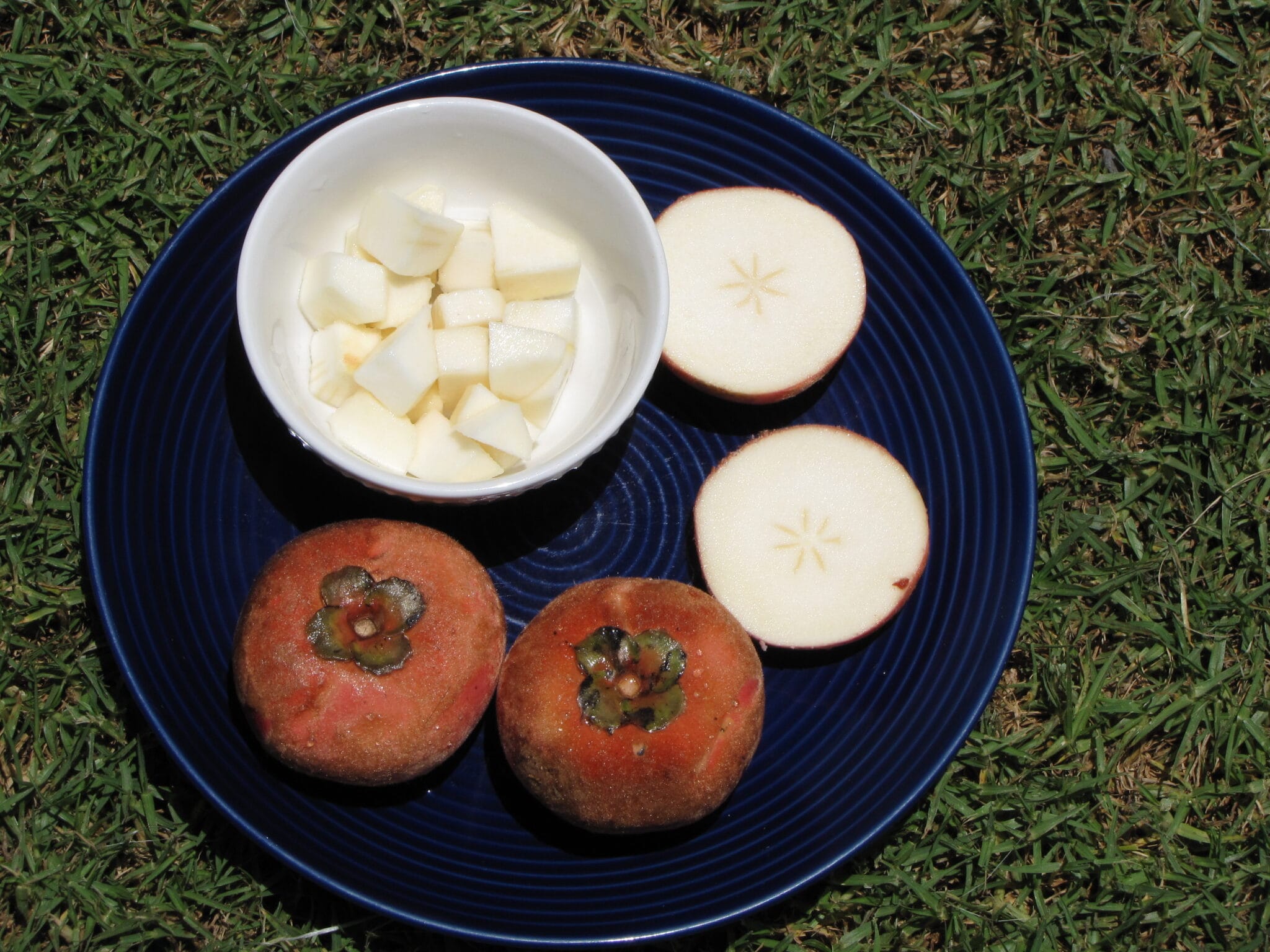 Benefits Of Kamagong (Diospyros Blancoi): Exploring The Wonders Of ...