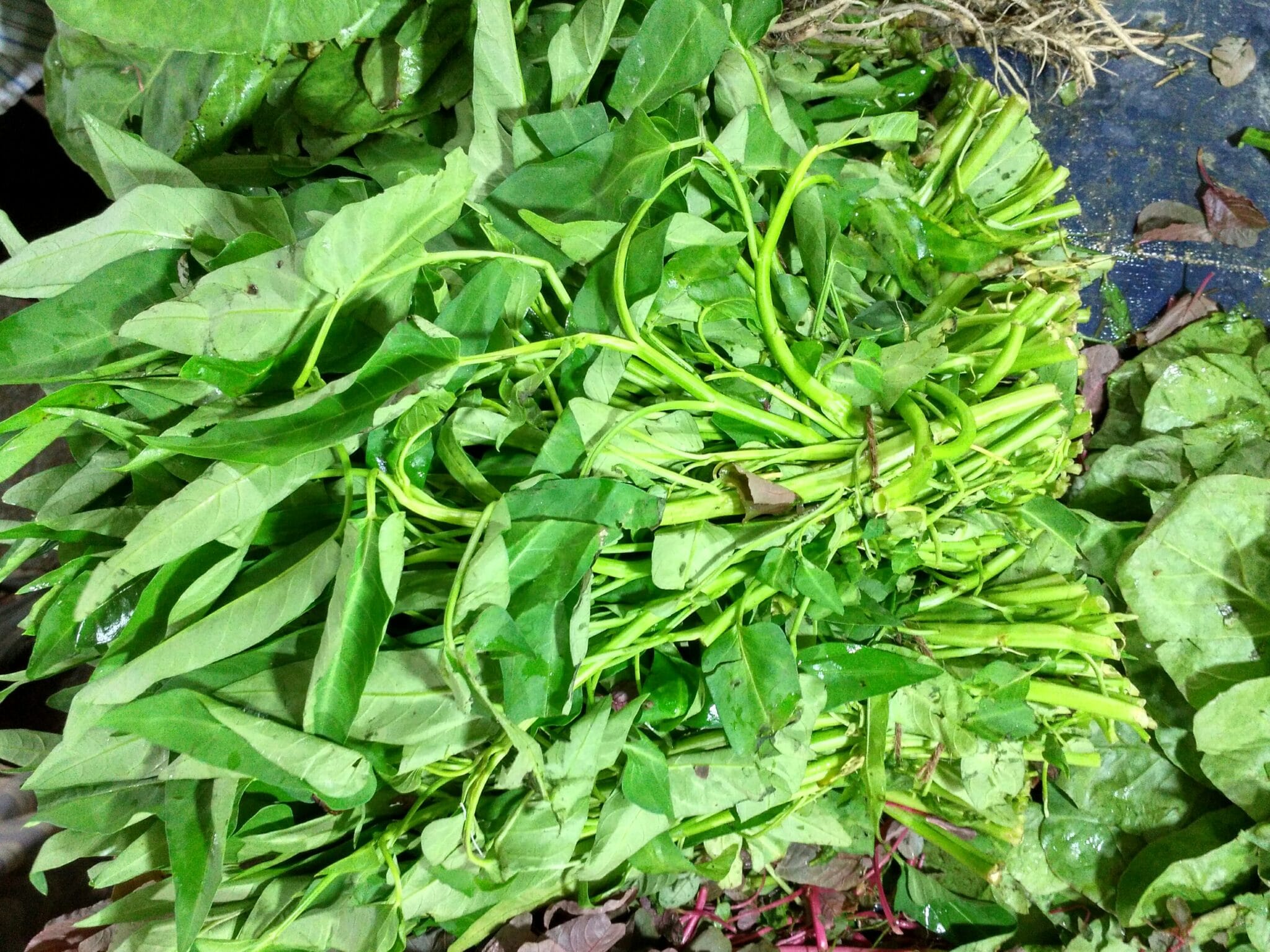 Benefits Of Kangkong (Ipomoea Aquatica): History, Benefits, Uses, Facts ...