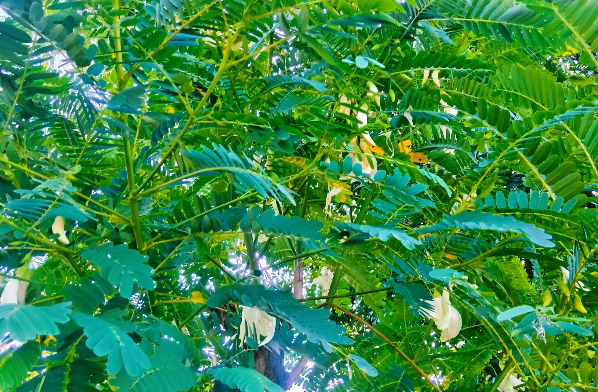 Benefits Of Katuray (Sesbania Grandiflora): A Wonder Plant - Money For ...