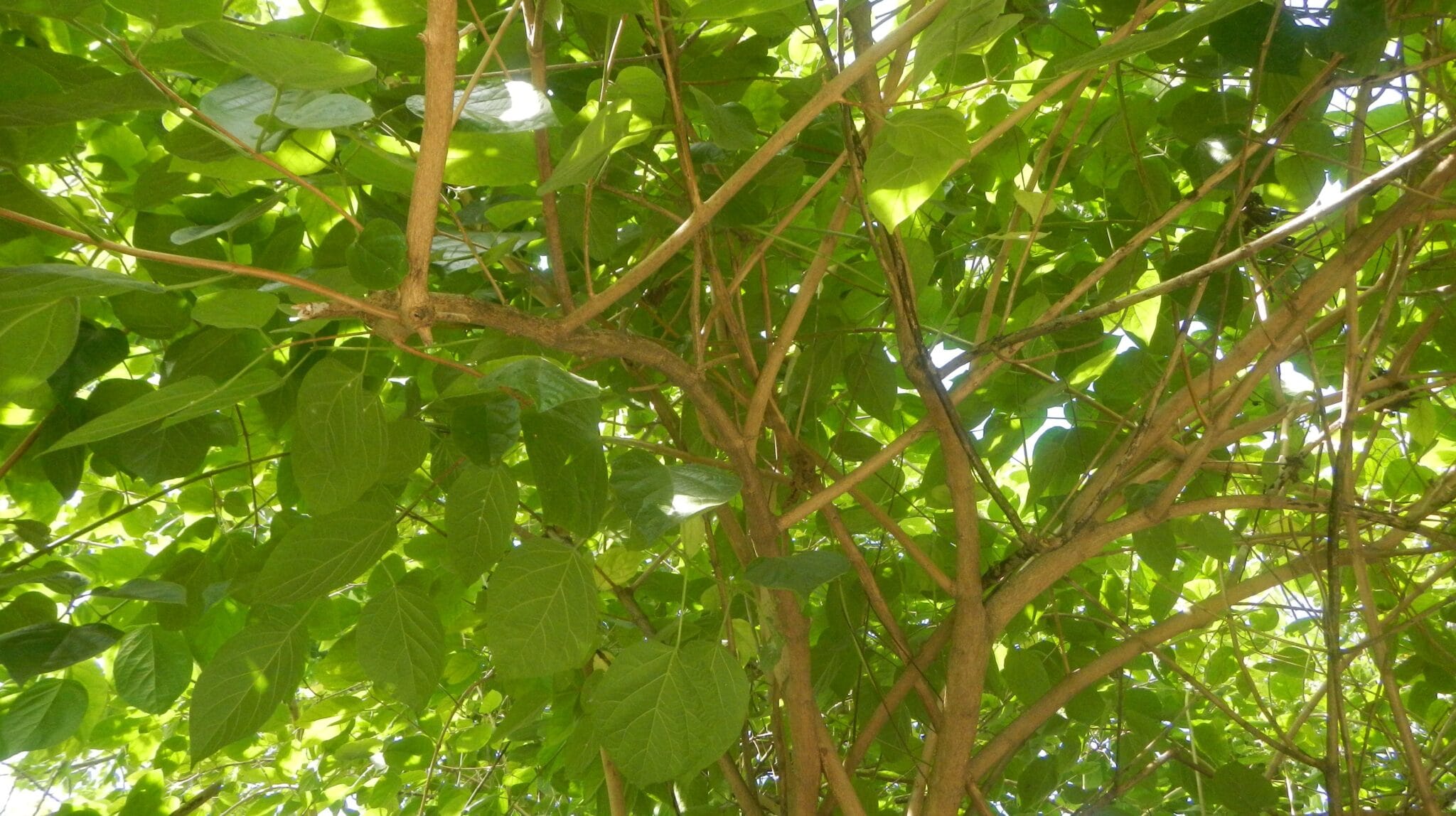 Benefits Of Alagaw (Premna Odorata): History, Benefits, Facts And Uses ...