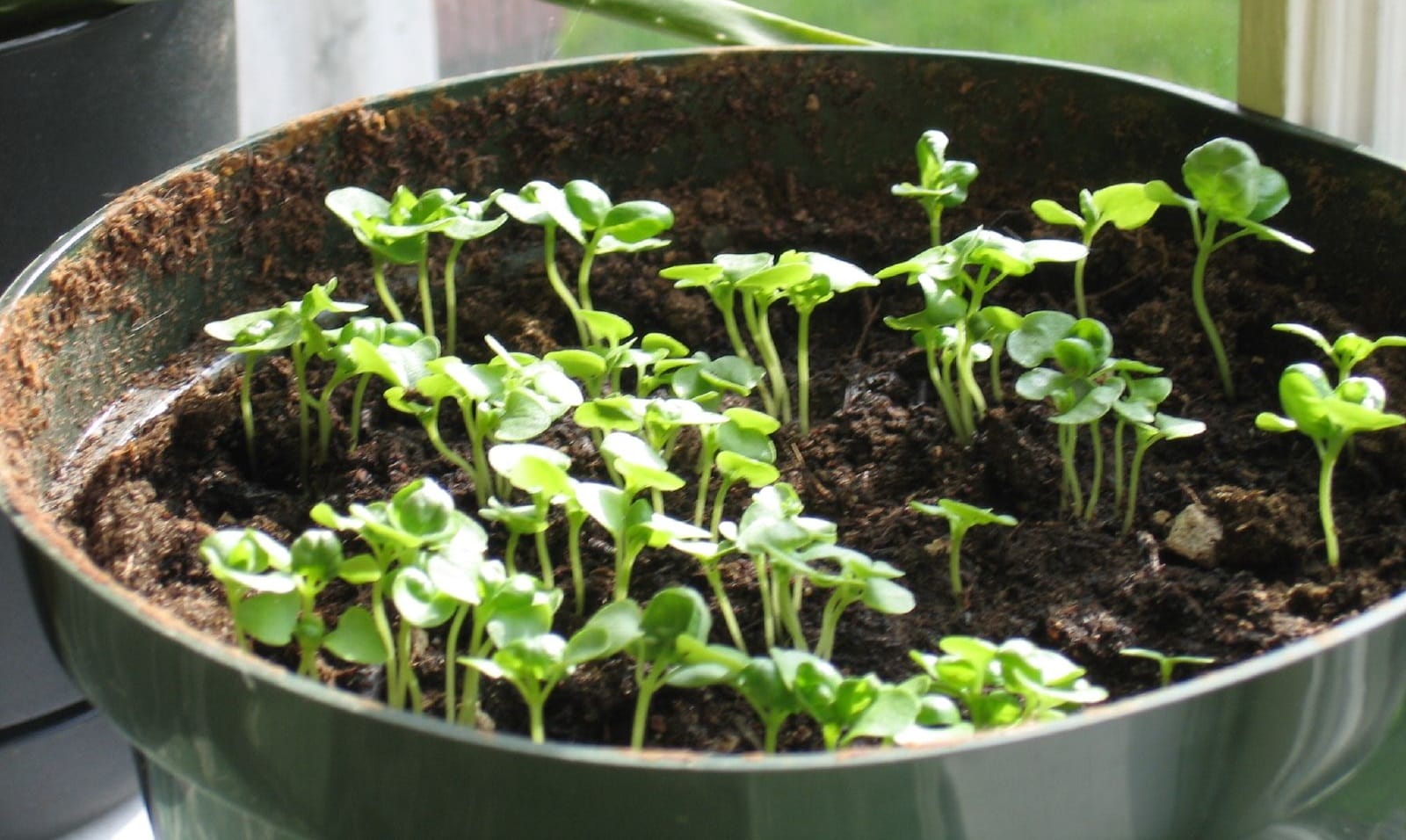 Benefits Of Basil (Ocimum Basilicum): History, Benefits, Uses, Facts ...