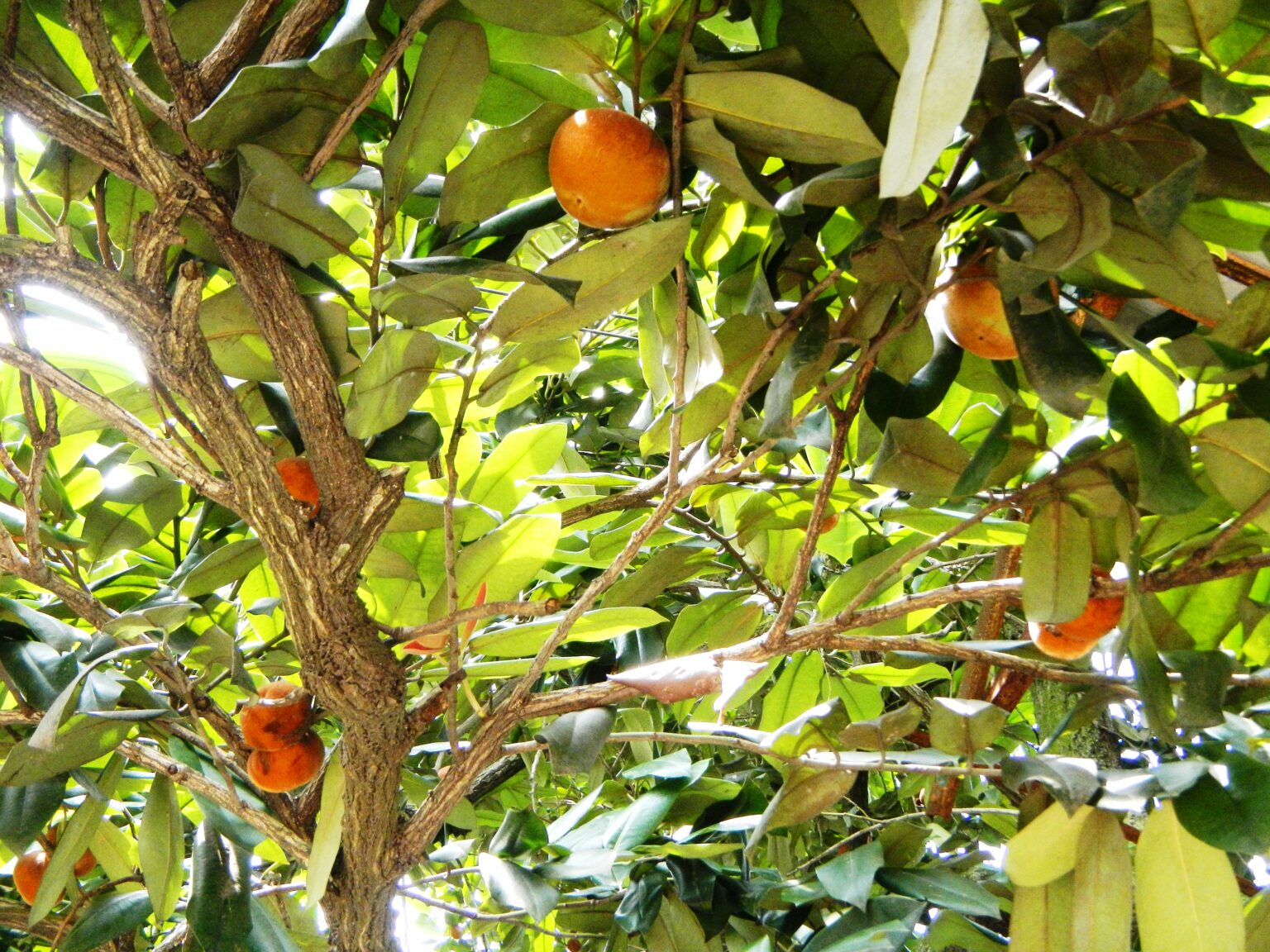 Benefits Of Kamagong (Diospyros Blancoi): Exploring The Wonders Of ...