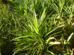 Benefits Of Pandan Lalaki (Pandanus Amaryllifolius): History, Benefits ...
