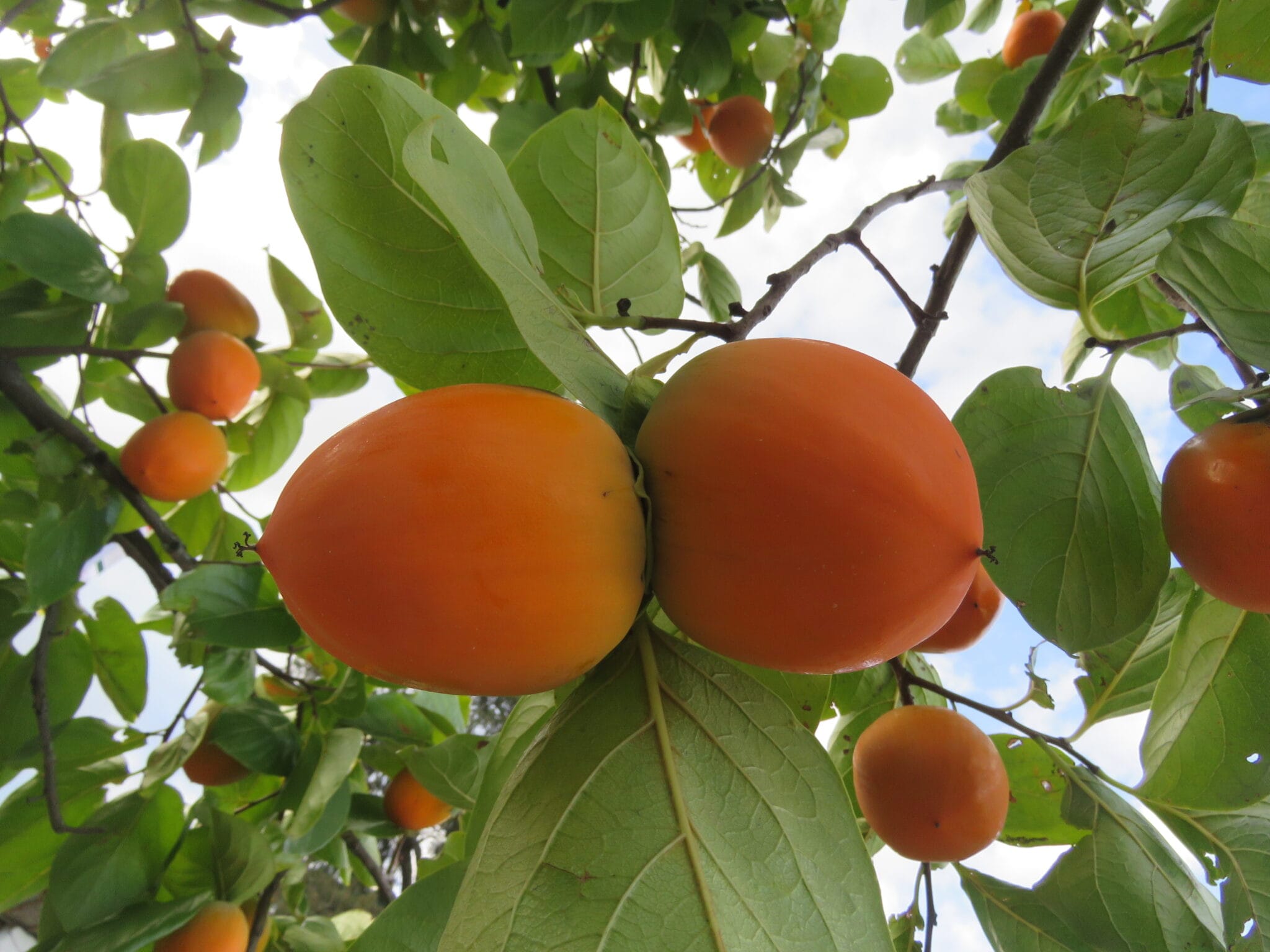 Benefits Of Persimmon (Diospyros Kaki): History, Benefits, Uses, Facts ...