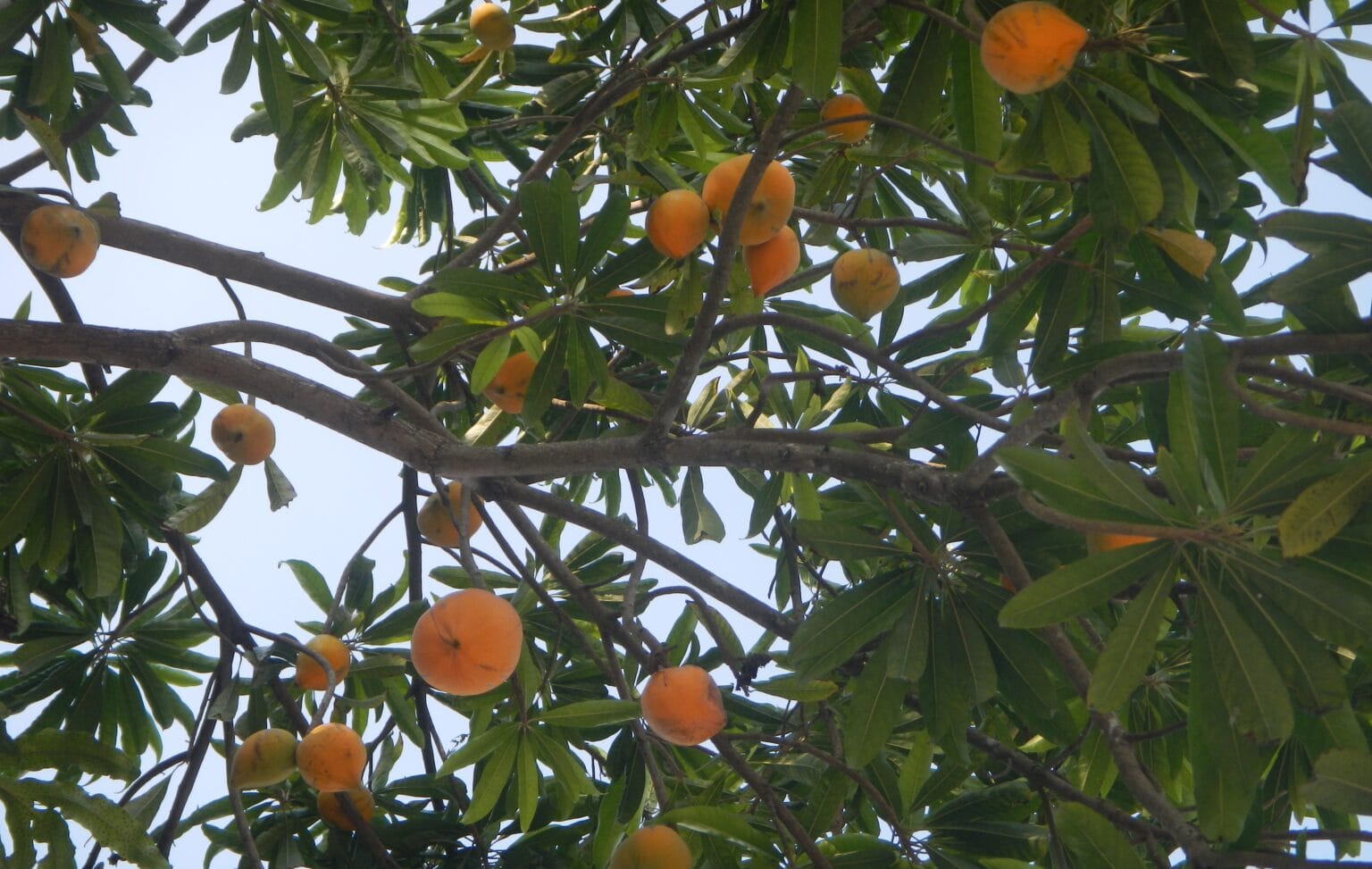 Benefits Of Tiesa (Pouteria Campechiana): History, Benefits, Uses ...