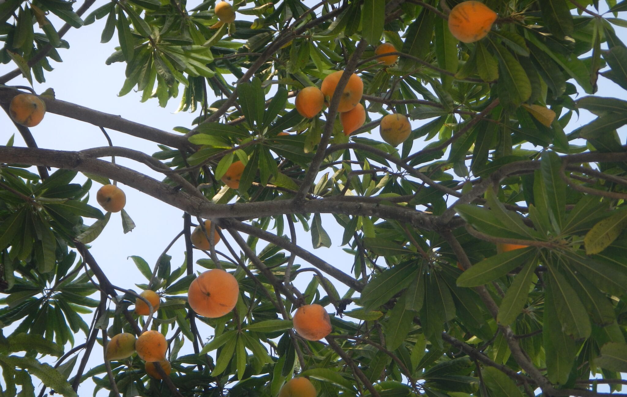 Benefits Of Tiesa (Pouteria Campechiana): History, Benefits, Uses ...