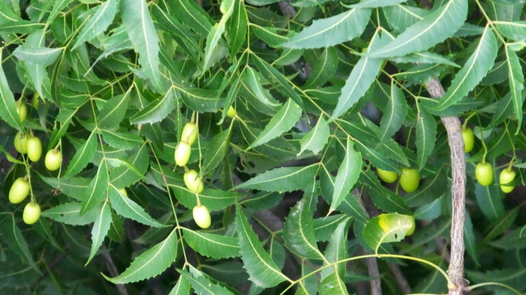 Benefits Of Neem Tree (Azadirachta Indica): History, Benefits, Uses ...
