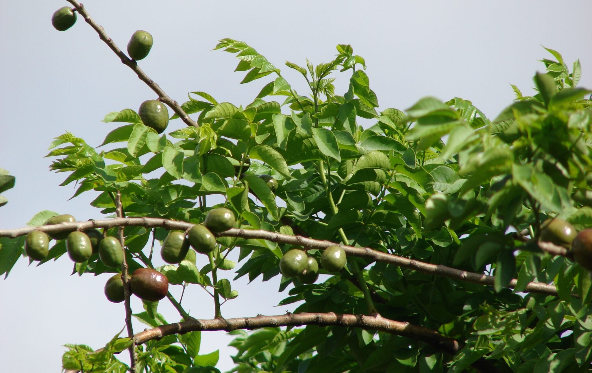 Benefits Of Sineguelas (Spondias Purpurea): Uses, History, Benefits ...