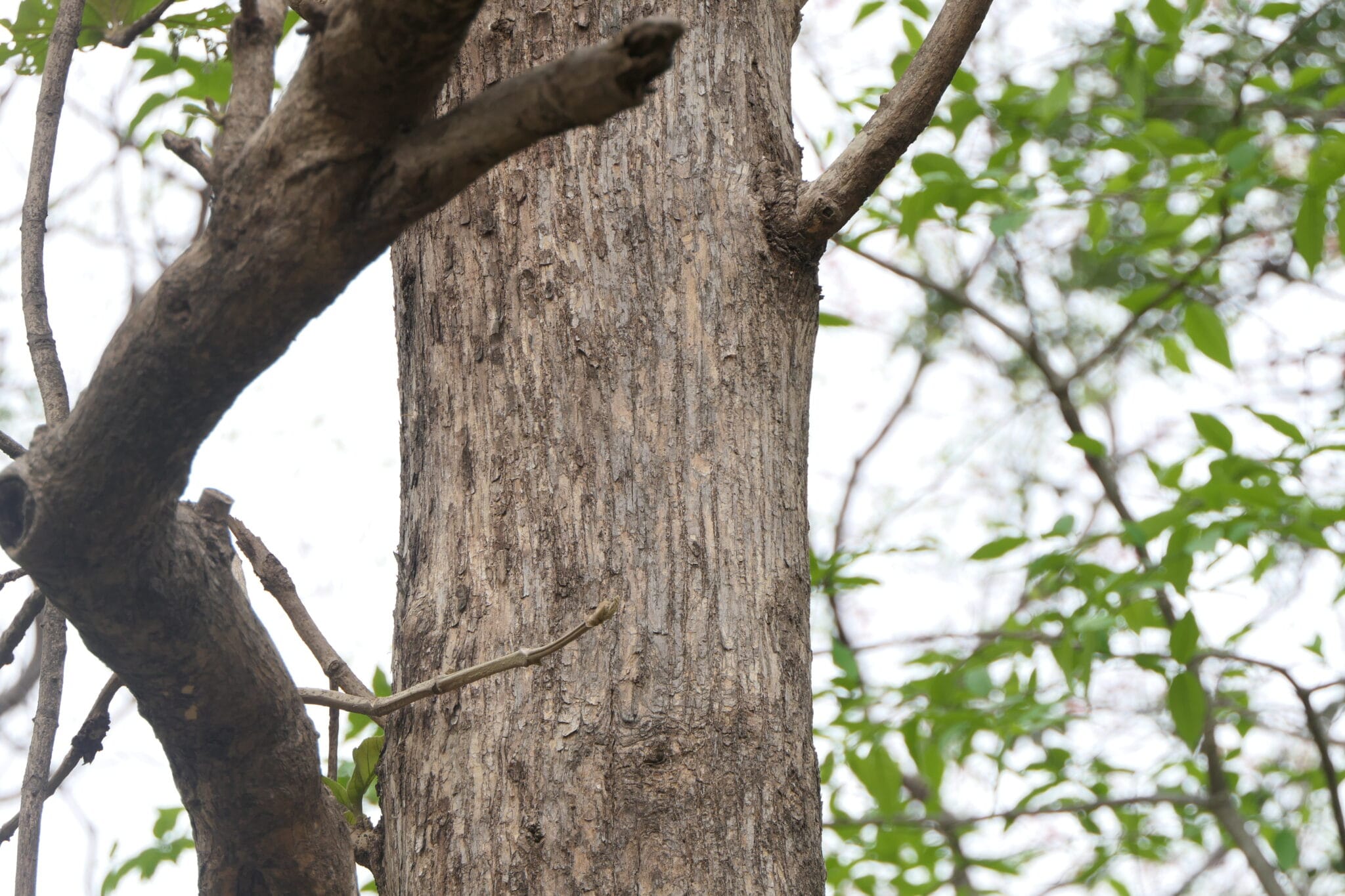 Benefits Of Teak Tree (Tectona Grandis): History, Benefits, Facts, Uses ...