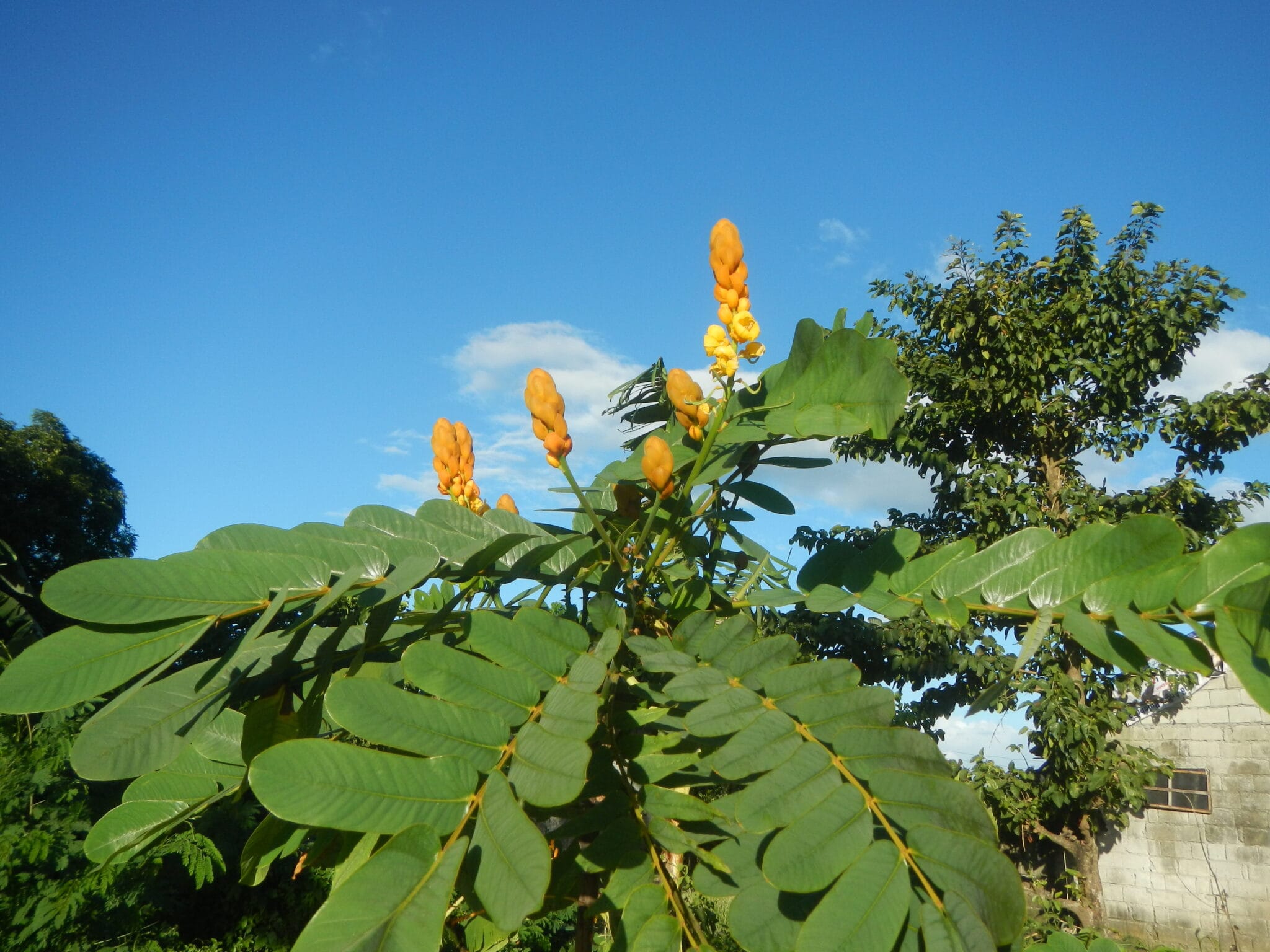 Benefits Of Akapulko: A Natural Solution For Skin Health And More ...