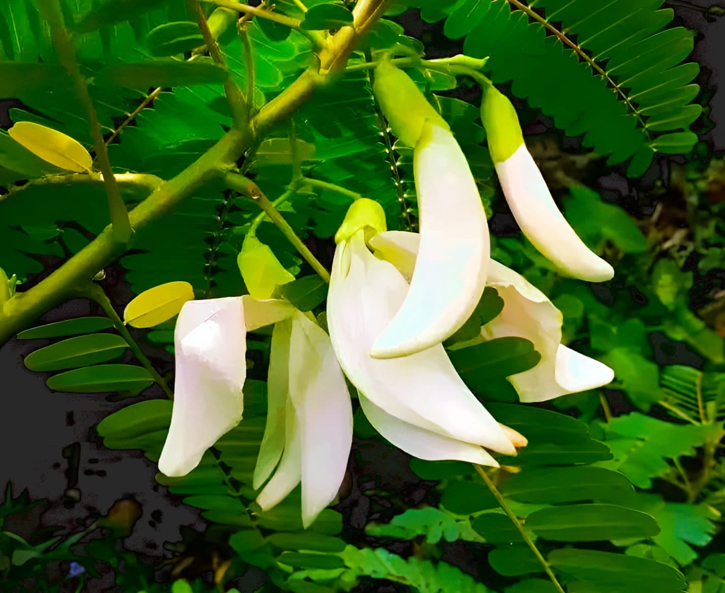 Benefits Of Katuray (Sesbania Grandiflora): A Wonder Plant - Money For ...