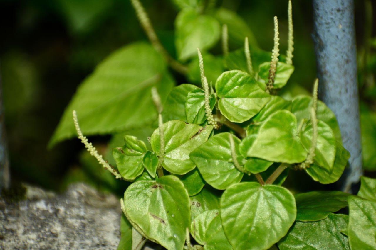 Benefits Of Pansit Pansitan (Peperomia Pellucida): Nature’s Humble ...