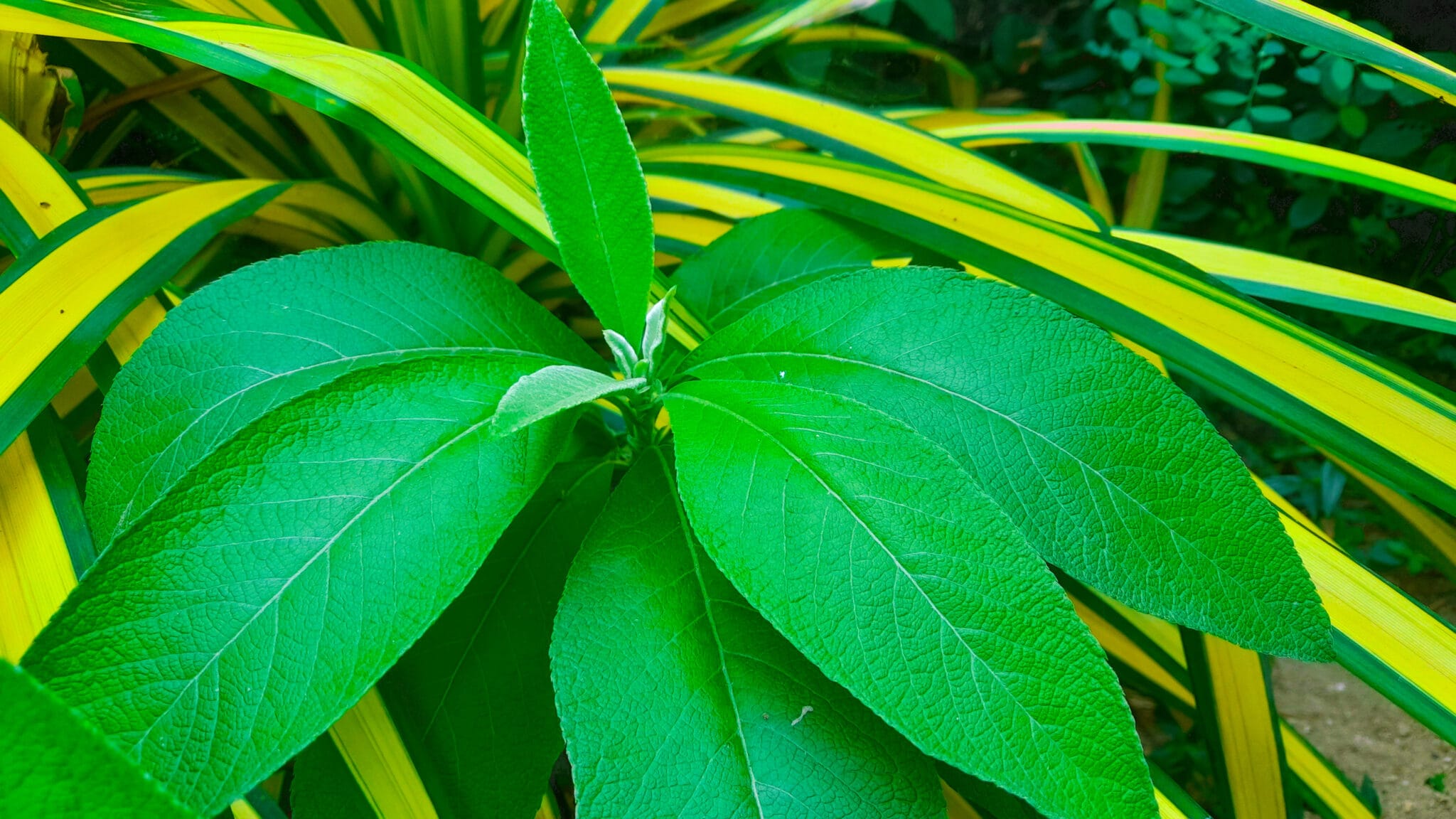 Benefits Of Sambong (Blumea Balsamifera): How Sambong Enhances Your ...