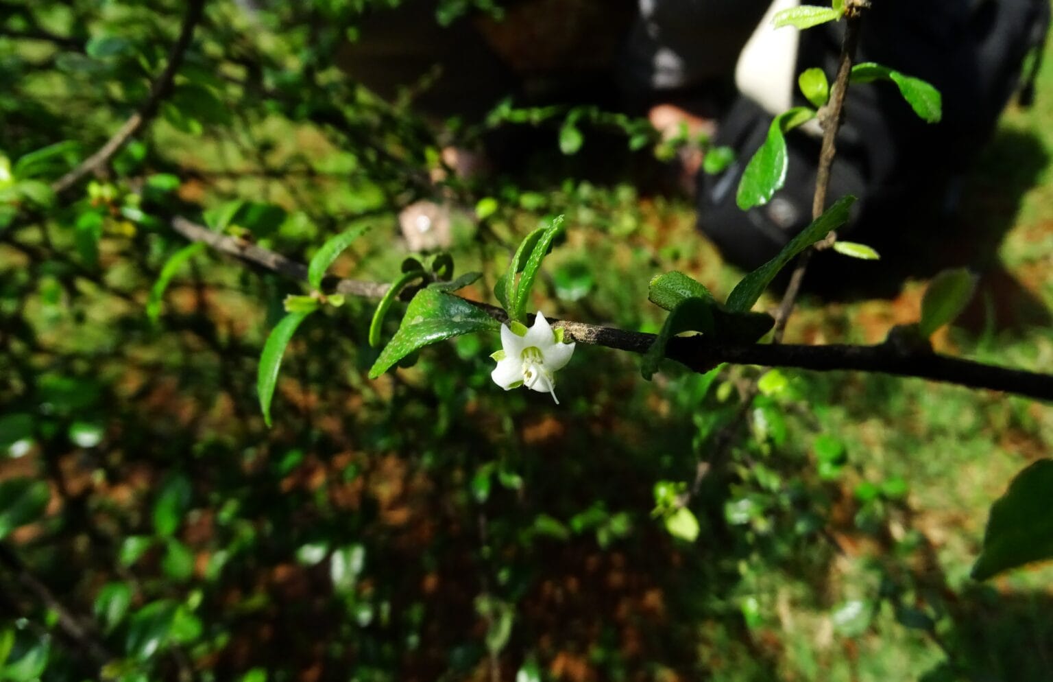 Tsaang Gubat Benefits (Ehretia Microphylla): Nature’s Healing Plant ...