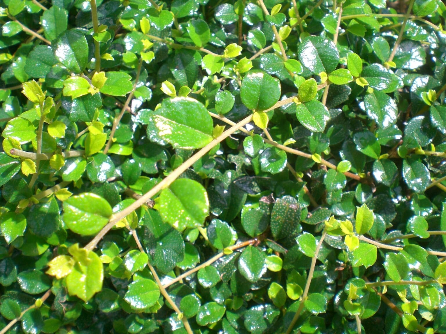 Tsaang Gubat Benefits (Ehretia Microphylla): Nature’s Healing Plant ...