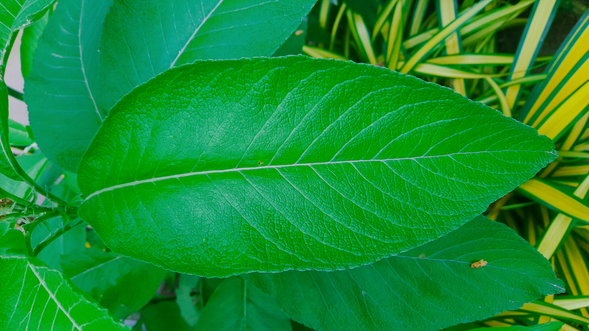 Benefits Of Sambong (Blumea Balsamifera): How Sambong Enhances Your ...